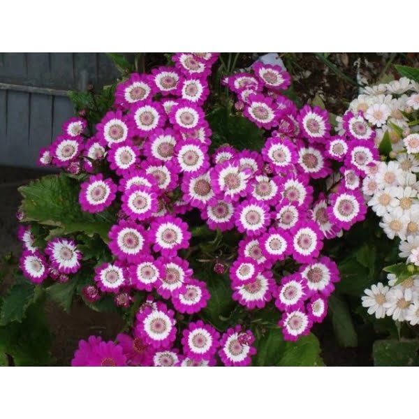 Cineraria – MeadowGrowerSeeds