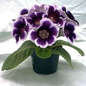 20 Varieties Rare Hosta Plant Seeds, 100 Seeds/Pack – MeadowGrowerSeeds