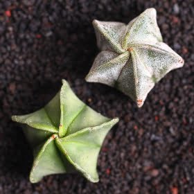 20 Varieties Rare Hosta Plant Seeds, 100 Seeds/Pack – MeadowGrowerSeeds