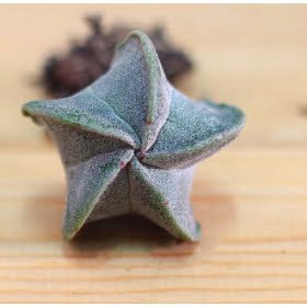 20 Varieties Rare Hosta Plant Seeds, 100 Seeds/Pack – MeadowGrowerSeeds