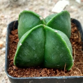 20 Varieties Rare Hosta Plant Seeds, 100 Seeds/Pack – MeadowGrowerSeeds