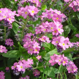 Forget Me Not – MeadowGrowerSeeds