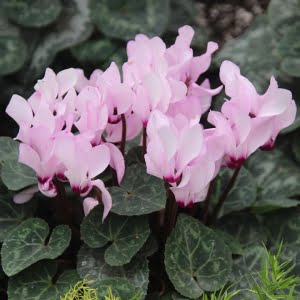 20 Varieties Rare Hosta Plant Seeds, 100 Seeds/Pack – MeadowGrowerSeeds