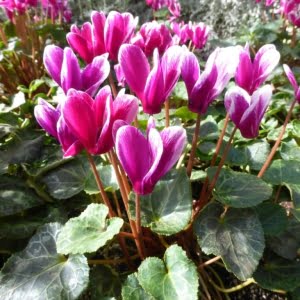 20 Varieties Rare Hosta Plant Seeds, 100 Seeds/Pack – MeadowGrowerSeeds