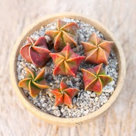 20 Varieties Rare Hosta Plant Seeds, 100 Seeds/Pack – MeadowGrowerSeeds