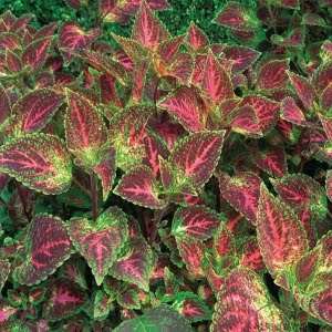 20 Varieties Rare Hosta Plant Seeds, 100 Seeds/Pack – MeadowGrowerSeeds