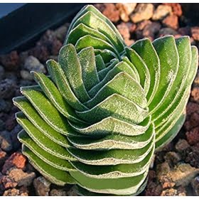 20 Varieties Rare Hosta Plant Seeds, 100 Seeds/Pack – MeadowGrowerSeeds