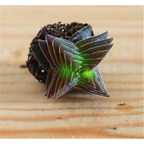 20 Varieties Rare Hosta Plant Seeds, 100 Seeds/Pack – MeadowGrowerSeeds