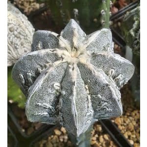 20 Varieties Rare Hosta Plant Seeds, 100 Seeds/Pack – MeadowGrowerSeeds