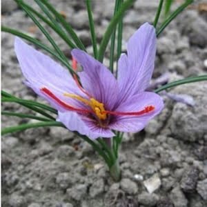 Rare Red Banana Seeds, 100 Seeds/Pack – MeadowGrowerSeeds