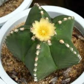 20 Varieties Rare Hosta Plant Seeds, 100 Seeds/Pack – MeadowGrowerSeeds