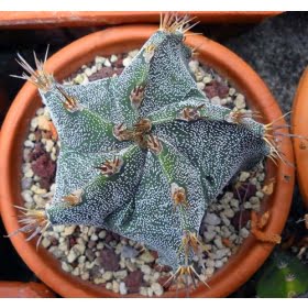 20 Varieties Rare Hosta Plant Seeds, 100 Seeds/Pack – MeadowGrowerSeeds