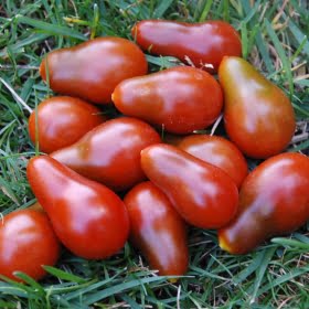 20 Varieties Rare Hosta Plant Seeds, 100 Seeds/Pack – MeadowGrowerSeeds